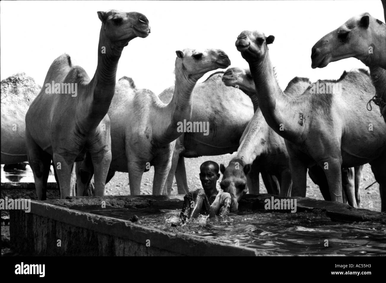 Camels Desert Water Black and White Stock Photos & Images - Alamy