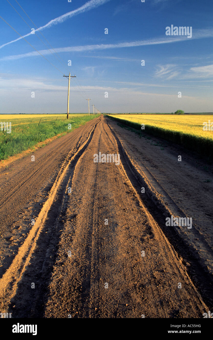 RUTTED COUNTRY ROAD AND WHEAT FIELDS. LONE WOLF, S.W. OKLAHOMA. SPRING ...