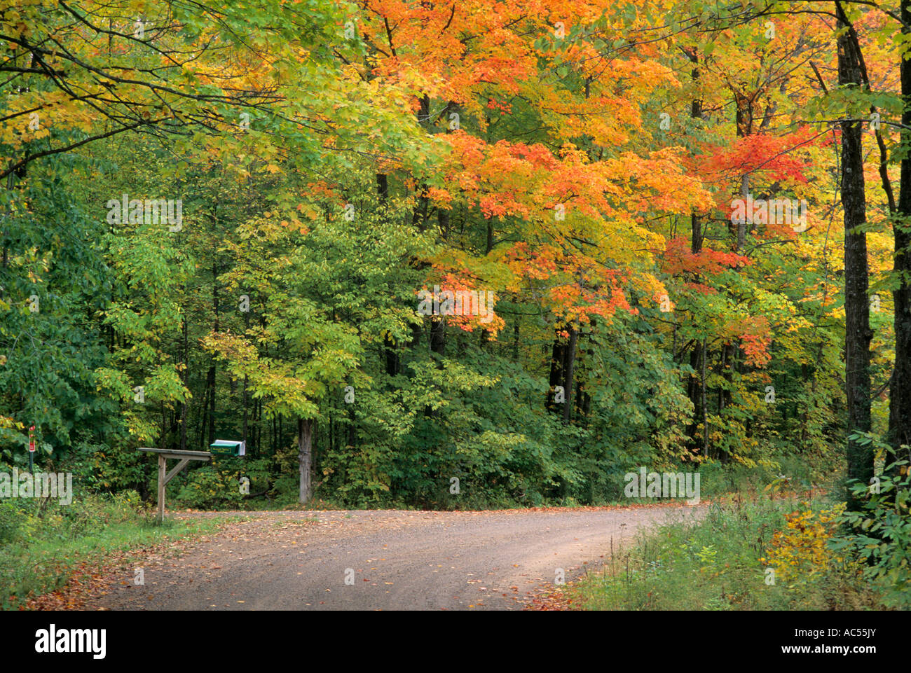 Inviting road through forest hi-res stock photography and images - Alamy