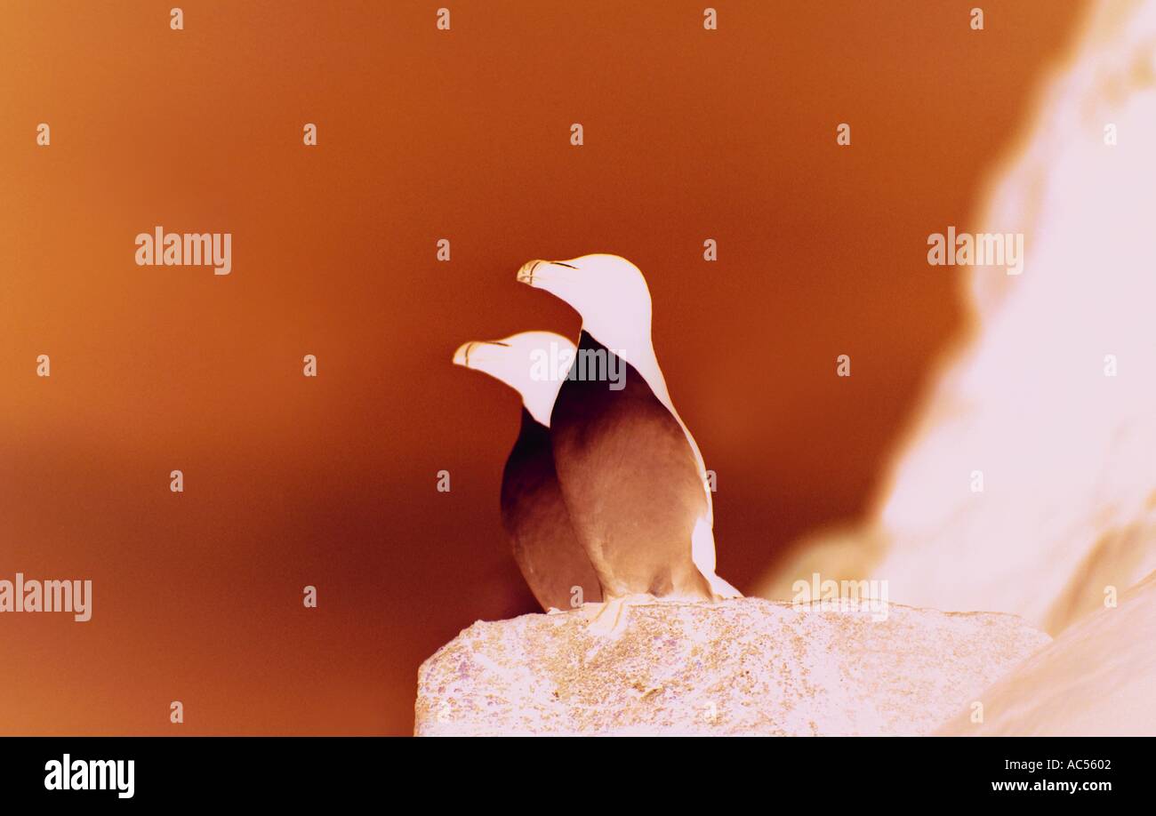 Animal puffin rock sky outside Stock Photo - Alamy