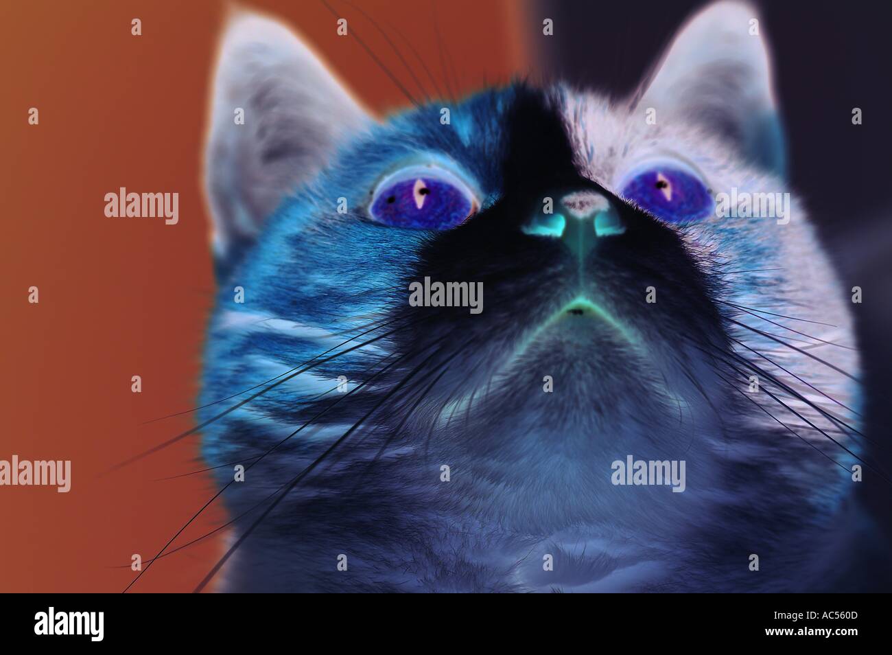 Animal cat head looking Stock Photo - Alamy