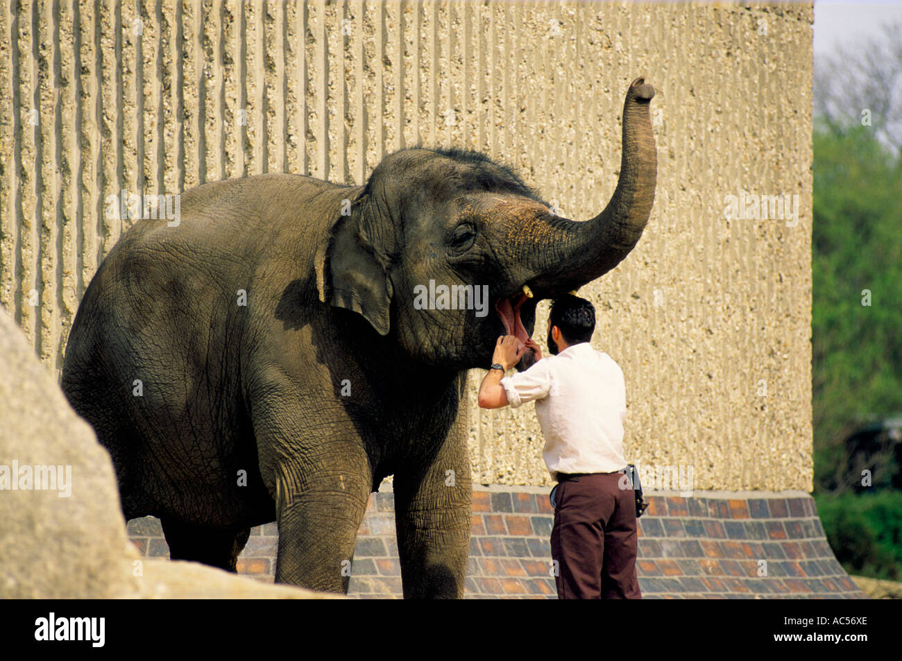 Zoo keeper working hi-res stock photography and images - Alamy
