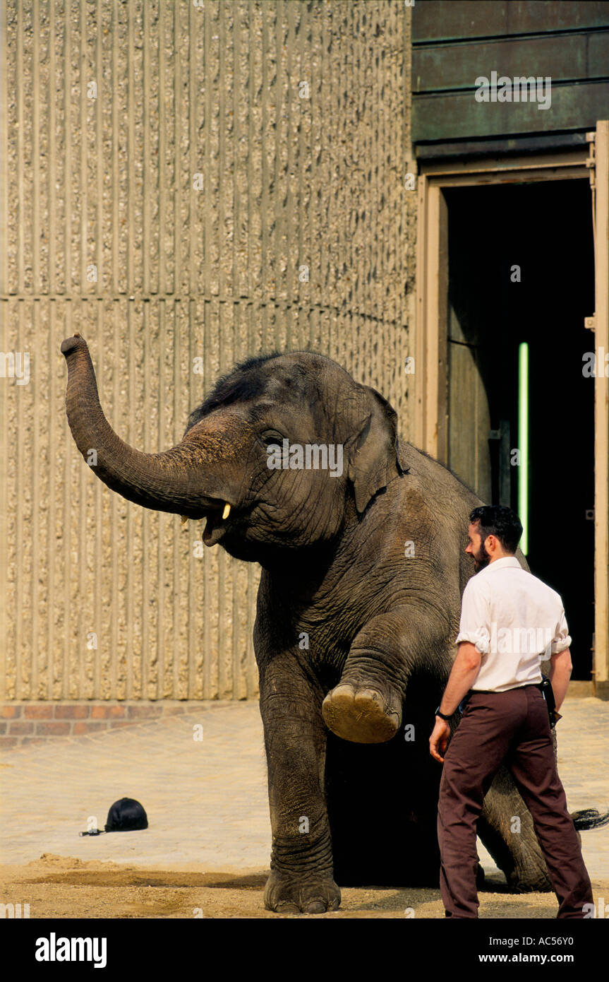 Elephant Lifting Trunk Up High Resolution Stock Photography and Images ...