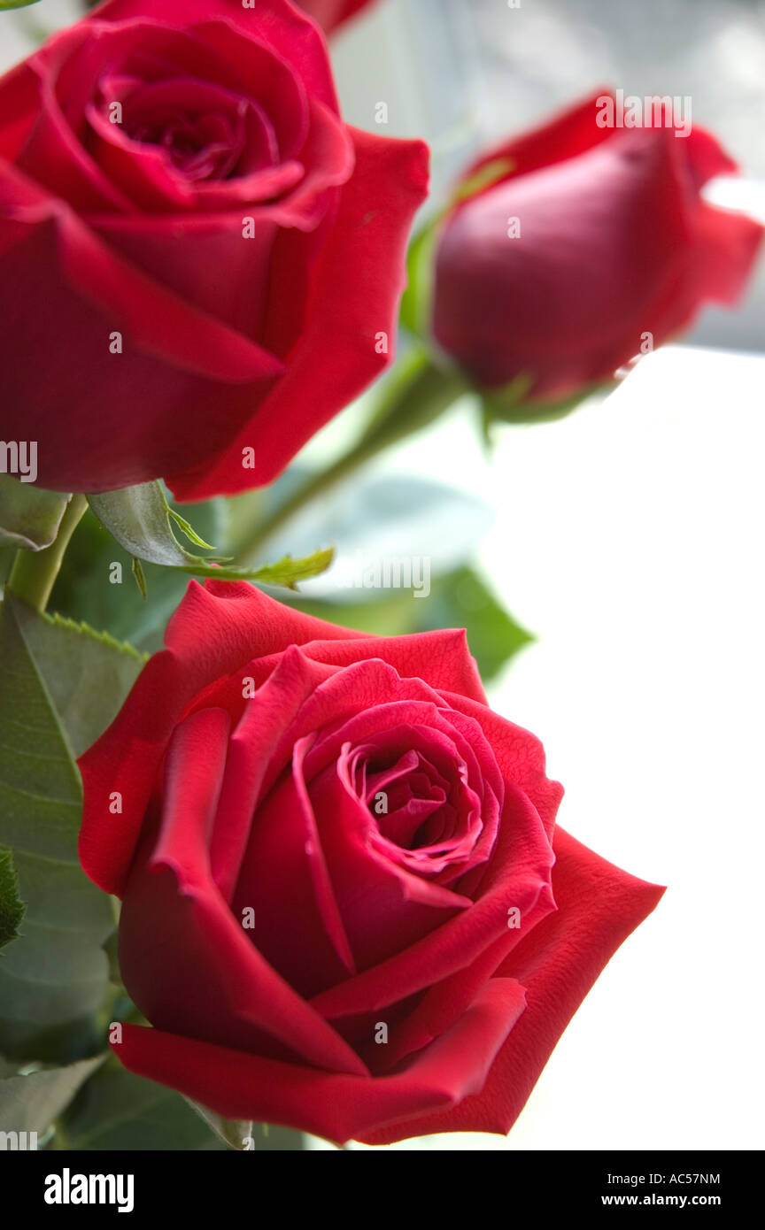 White three 3 blooms green hi-res stock photography and images - Alamy
