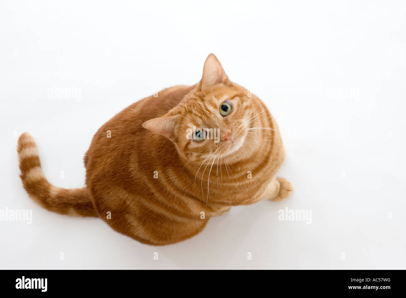 Overweight cat sitting hi-res stock photography and images - Alamy