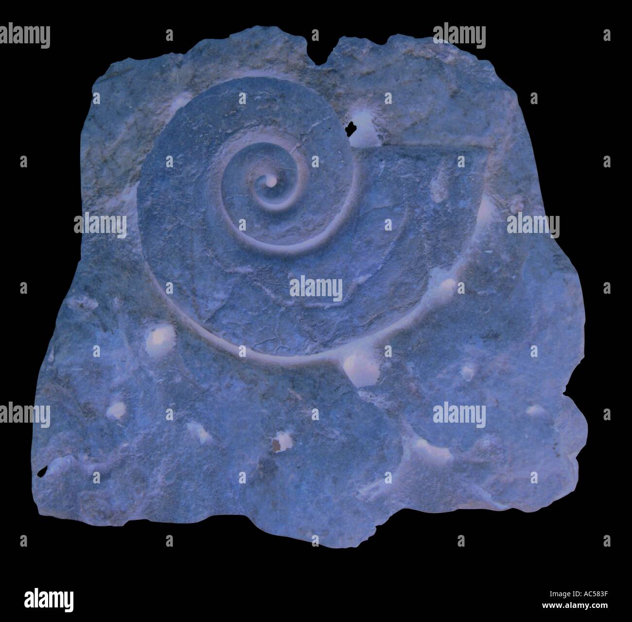 Fossil artifacts hi-res stock photography and images - Alamy