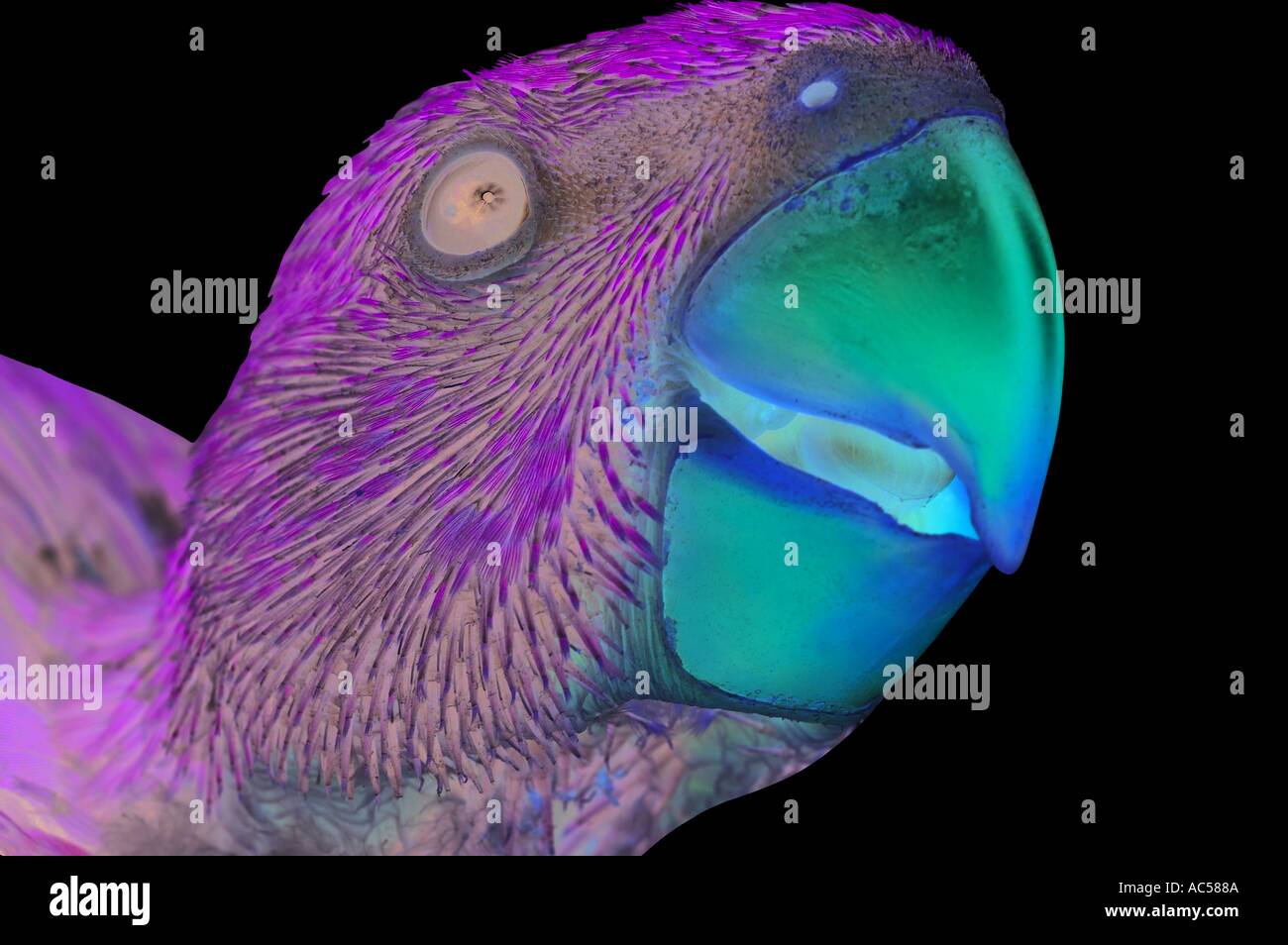 Animals beak jpg bird Budgie Budgie bird beak jpg Stock Photo - Alamy