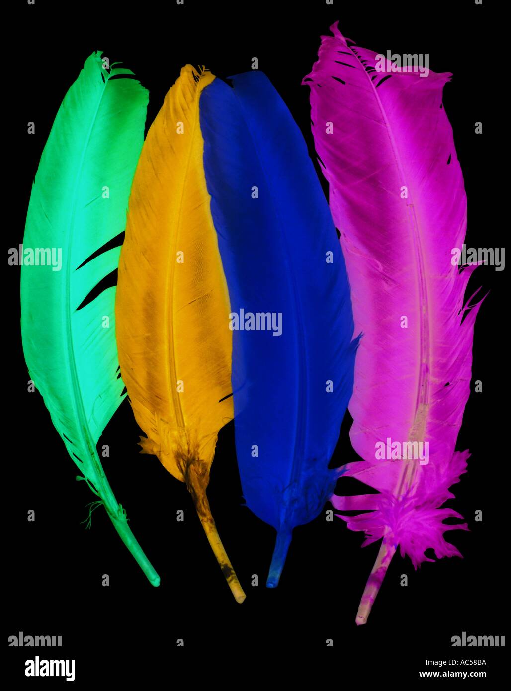 Multi colored feathered birds hi-res stock photography and images - Alamy