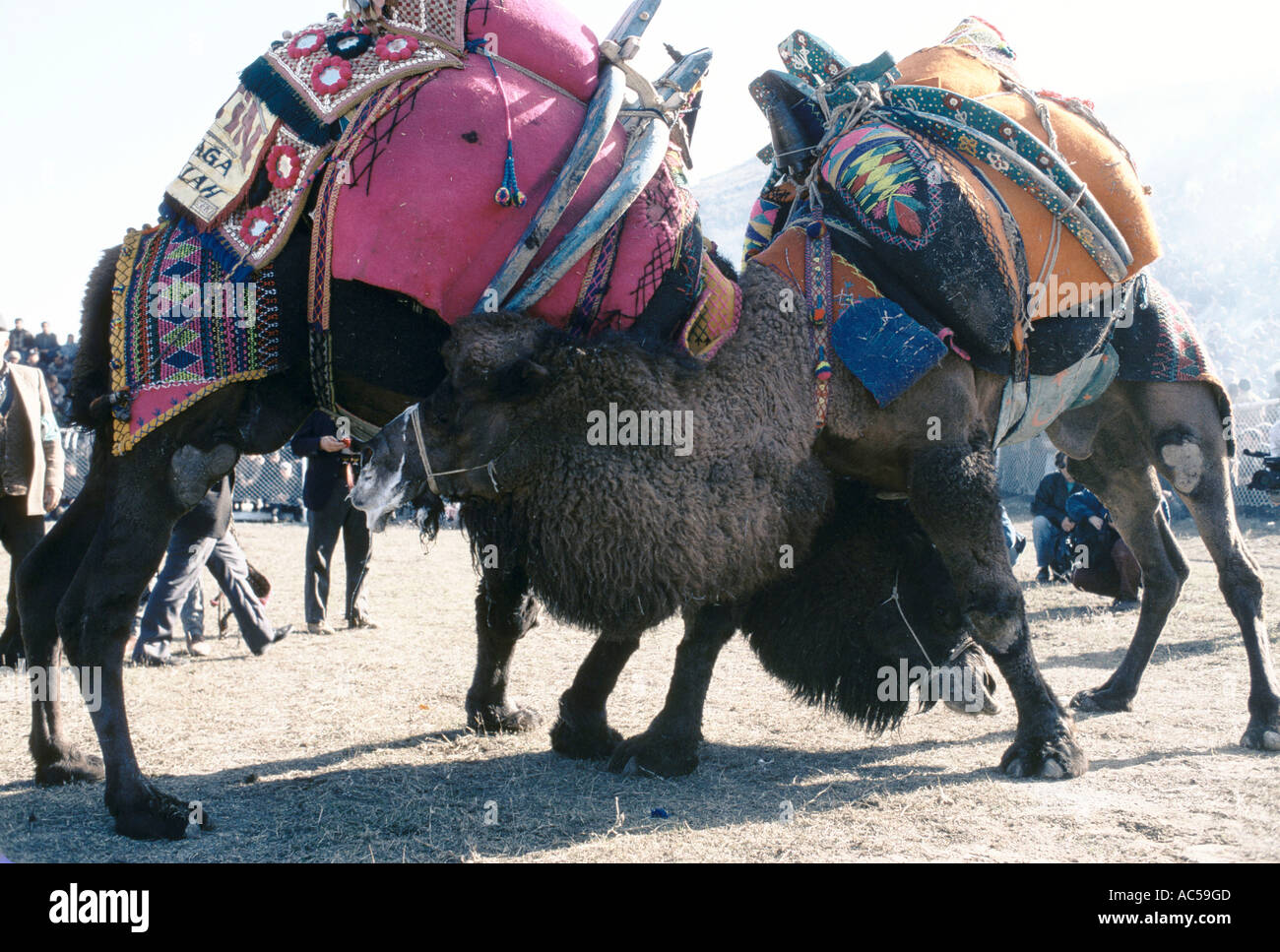 Camel crowd people animal hi-res stock photography and images - Alamy