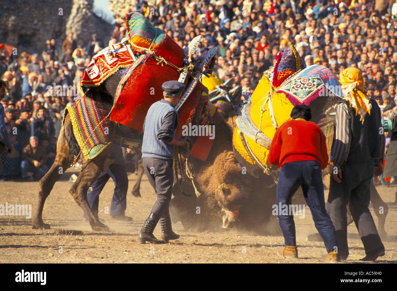 Camel wrestling hi-res stock photography and images - Alamy