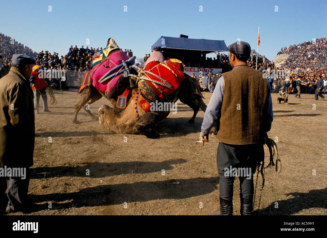 Fighting camels hi-res stock photography and images - Alamy