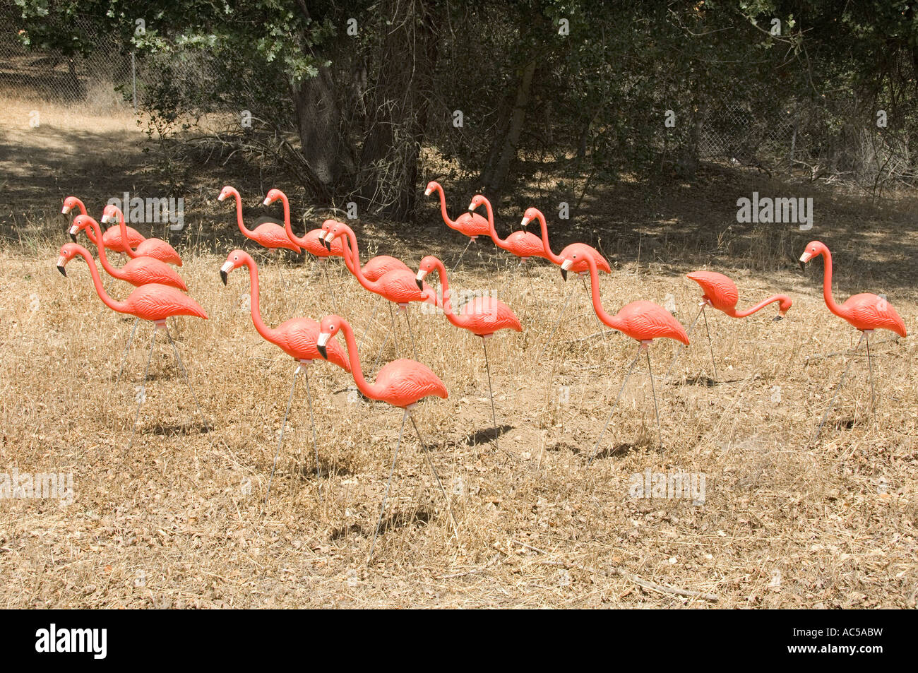 A flock of plastic flamingos Stock Photo - Alamy