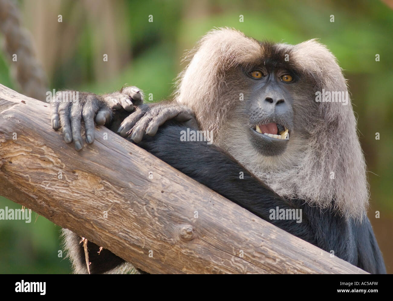 A lion tailed macaque (Macaca silenus Stock Photo - Alamy