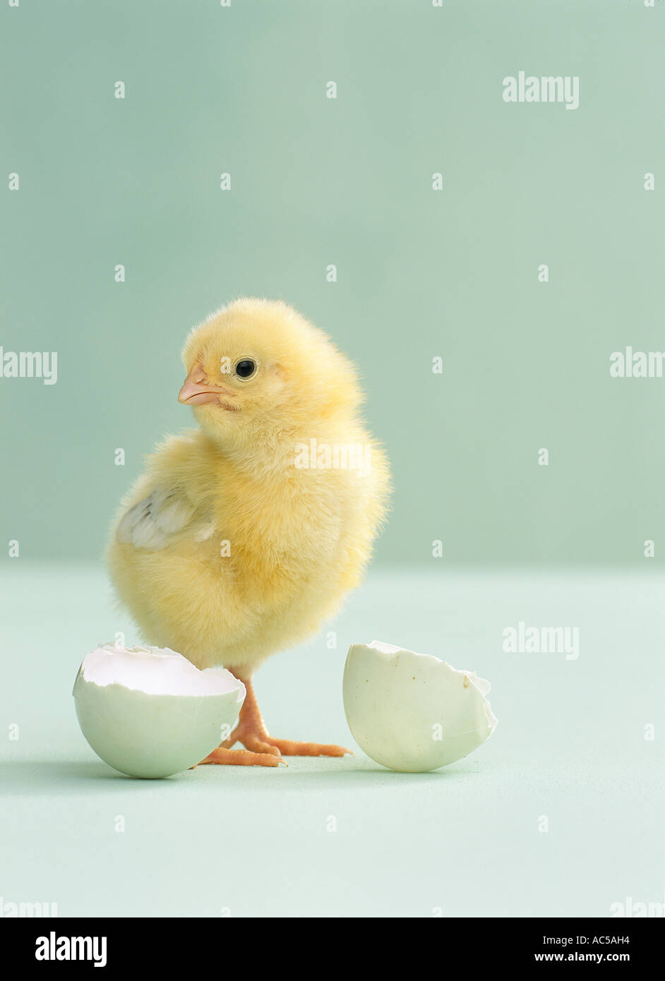 Hatching hi-res stock photography and images - Alamy