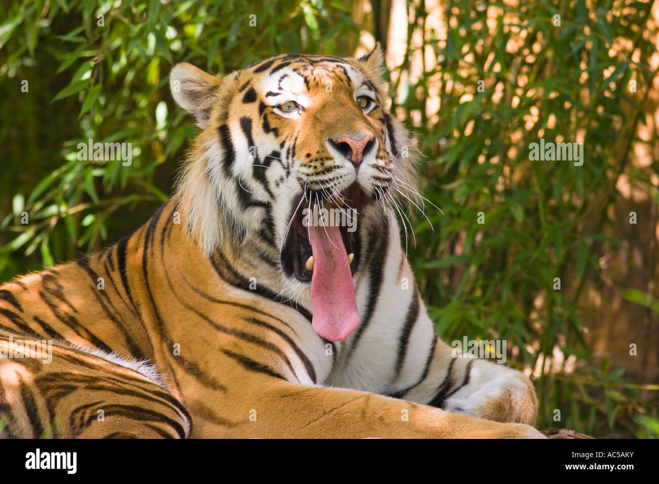 A siberian tiger (panthera tigris altaica) sticking out its tongue ...