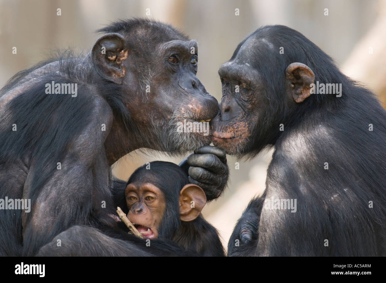 A chimpanzee family (Pan troglodytes) sitting close together Stock ...