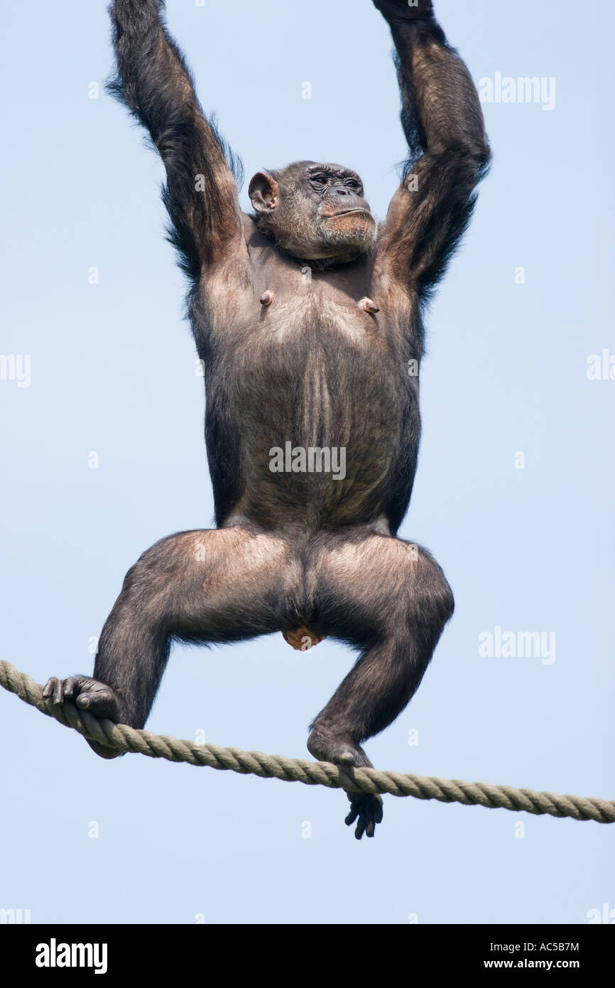 Acrobatic chimpanzee hi-res stock photography and images - Alamy