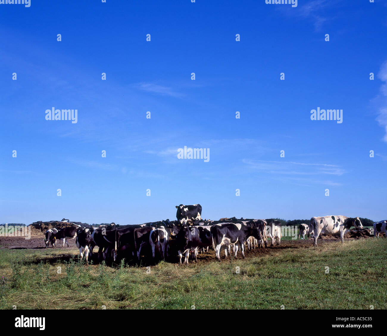 Cows agriculture in Denmark Stock Photo - Alamy
