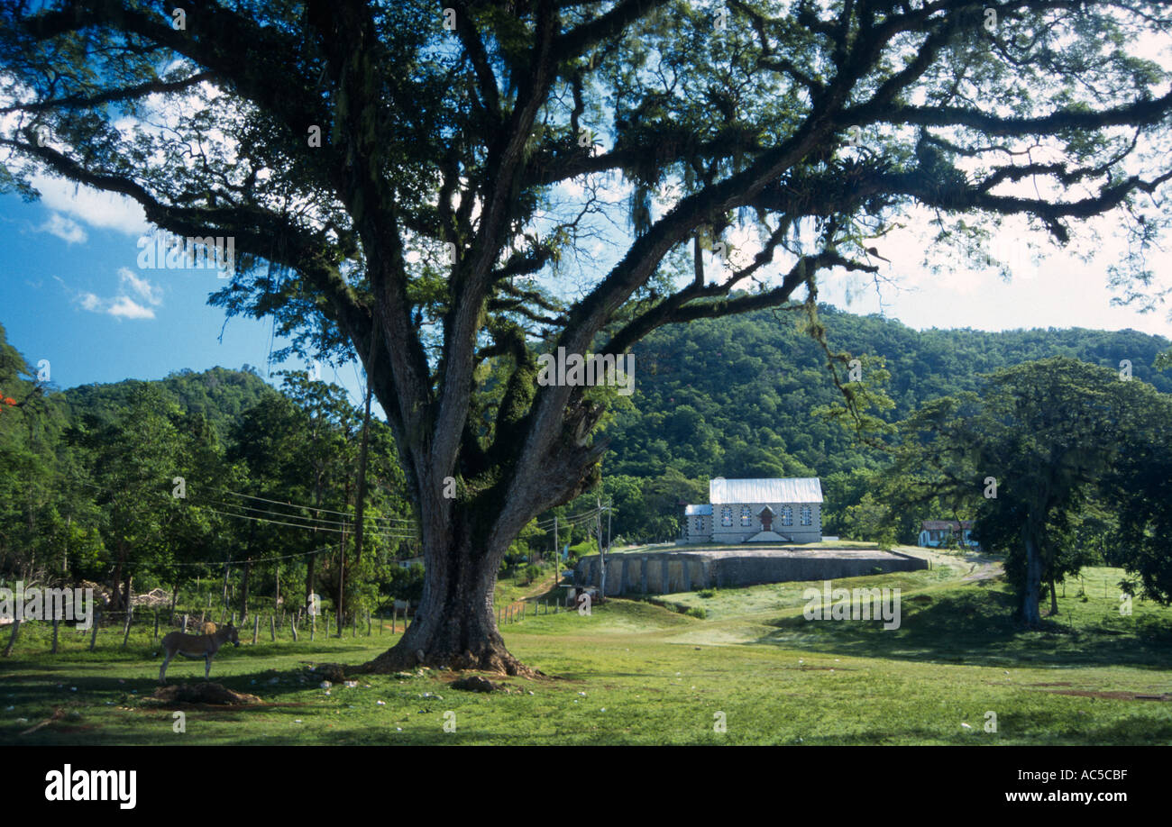 Small rural chapel and large tree inland Jamaica West Indies Stock ...