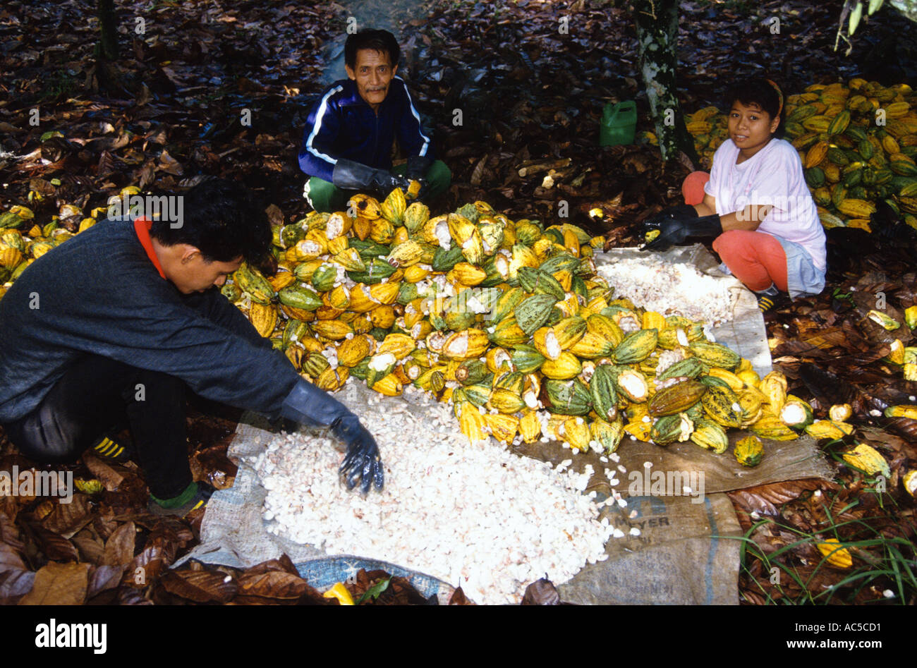 husking cocoa pods Sabah east Malaysia Borneo Stock Photo - Alamy