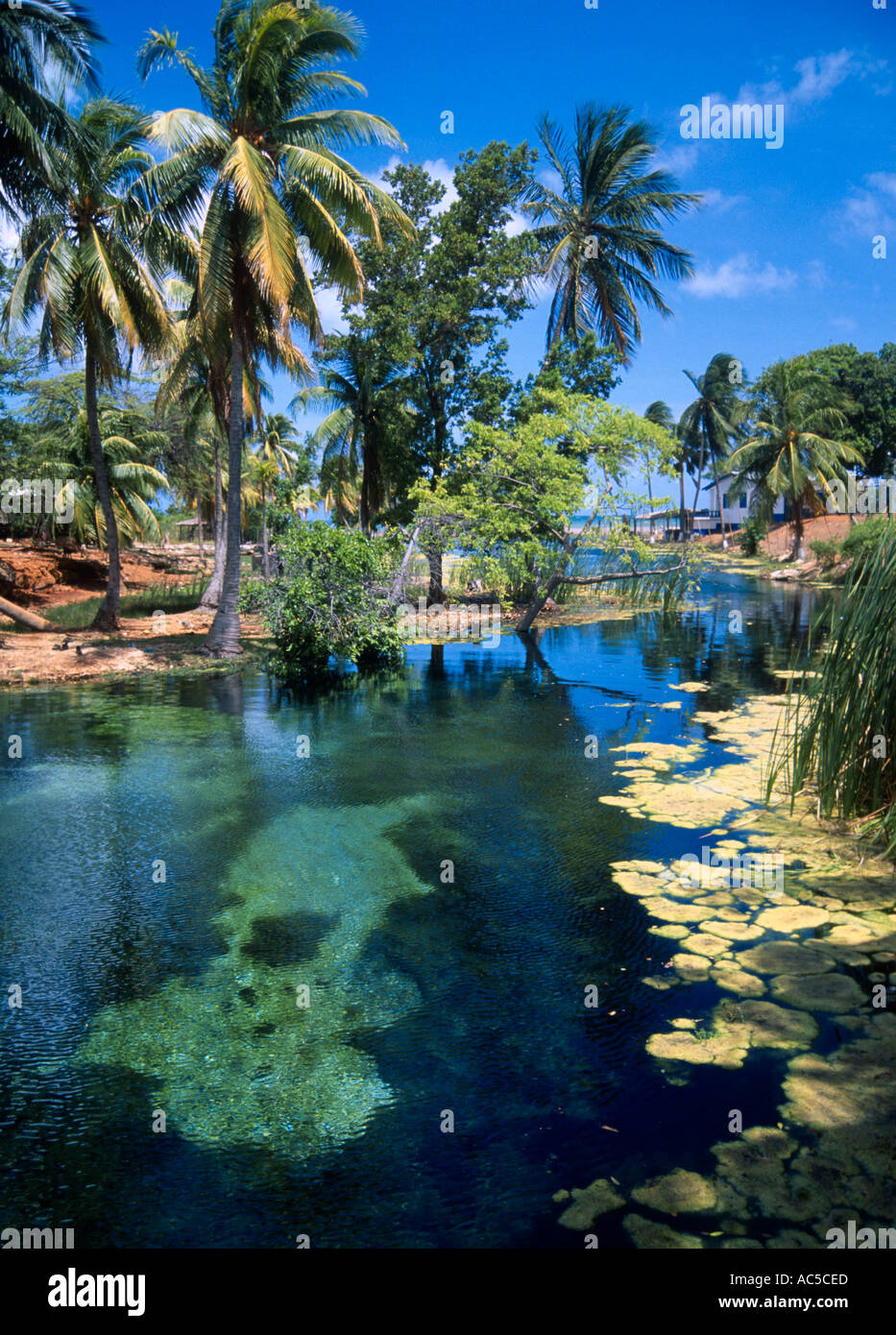 Gut River pool south coast Jamaica West Indies Stock Photo - Alamy