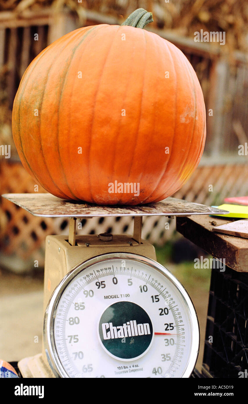 Pumpkin on a scale weighs 27 pounds Stock Photo - Alamy