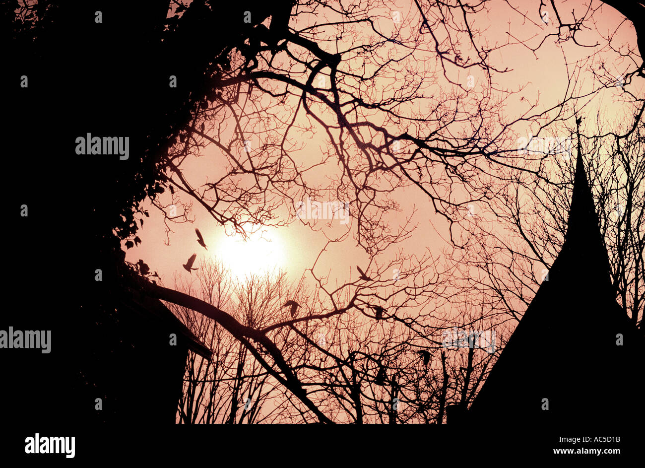 Birds trees and church spire Stock Photo - Alamy