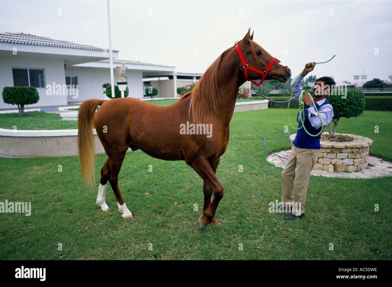 Man holding horse hi-res stock photography and images - Alamy