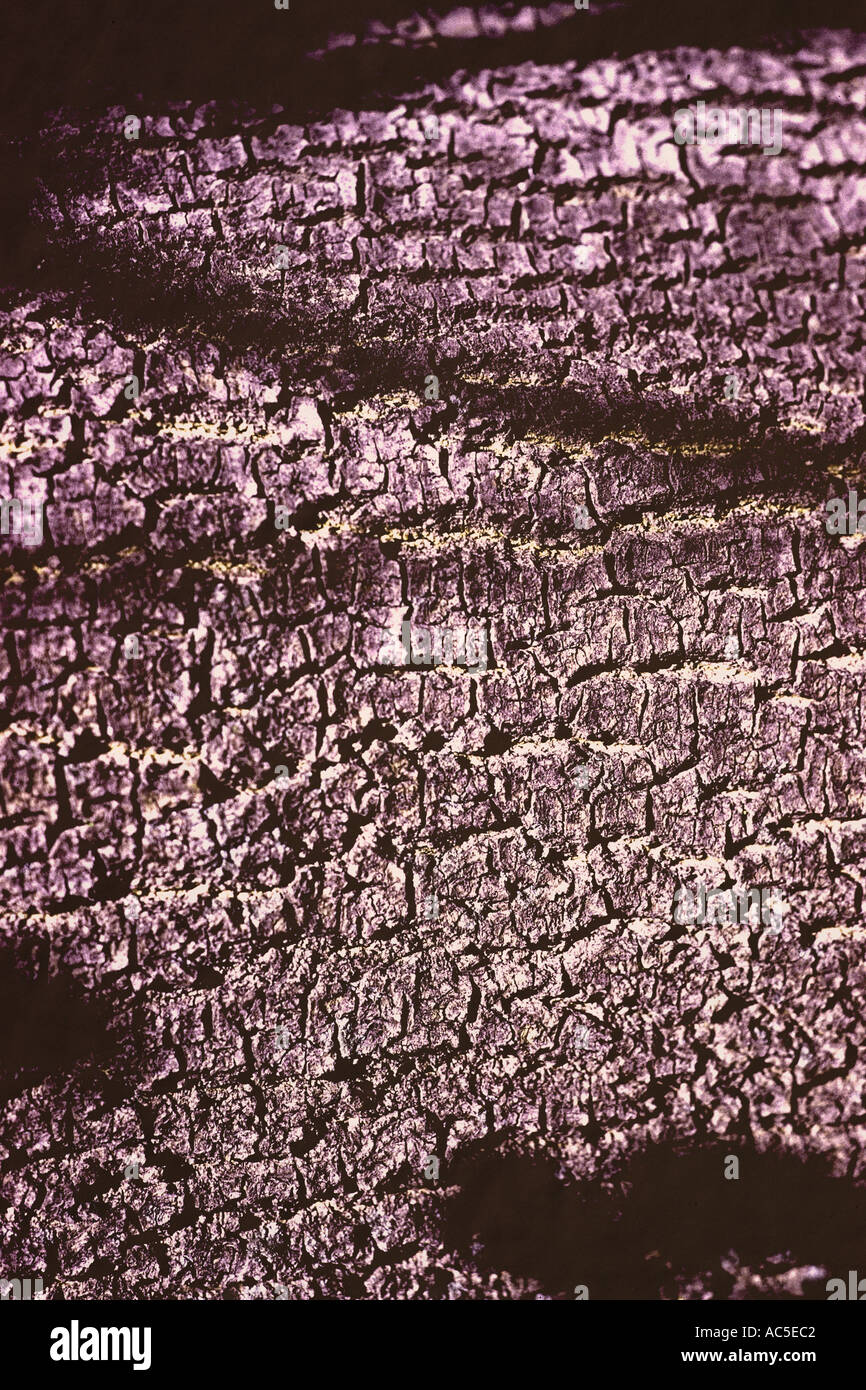 background abstract bark tree texture art color colour fine art paint ...