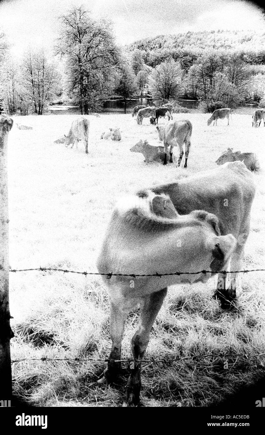 cow cows HORIZONTAL ANIMAL ANIMALS OUTDOORS EXTERIOR BLACK AND WHITE ...