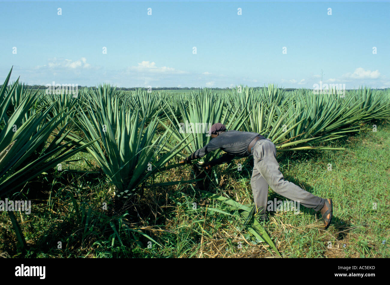 Sisal industry hi-res stock photography and images - Alamy