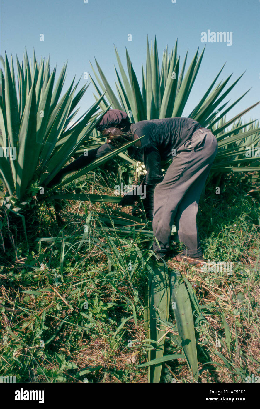 African Farm Worker High Resolution Stock Photography and Images - Alamy