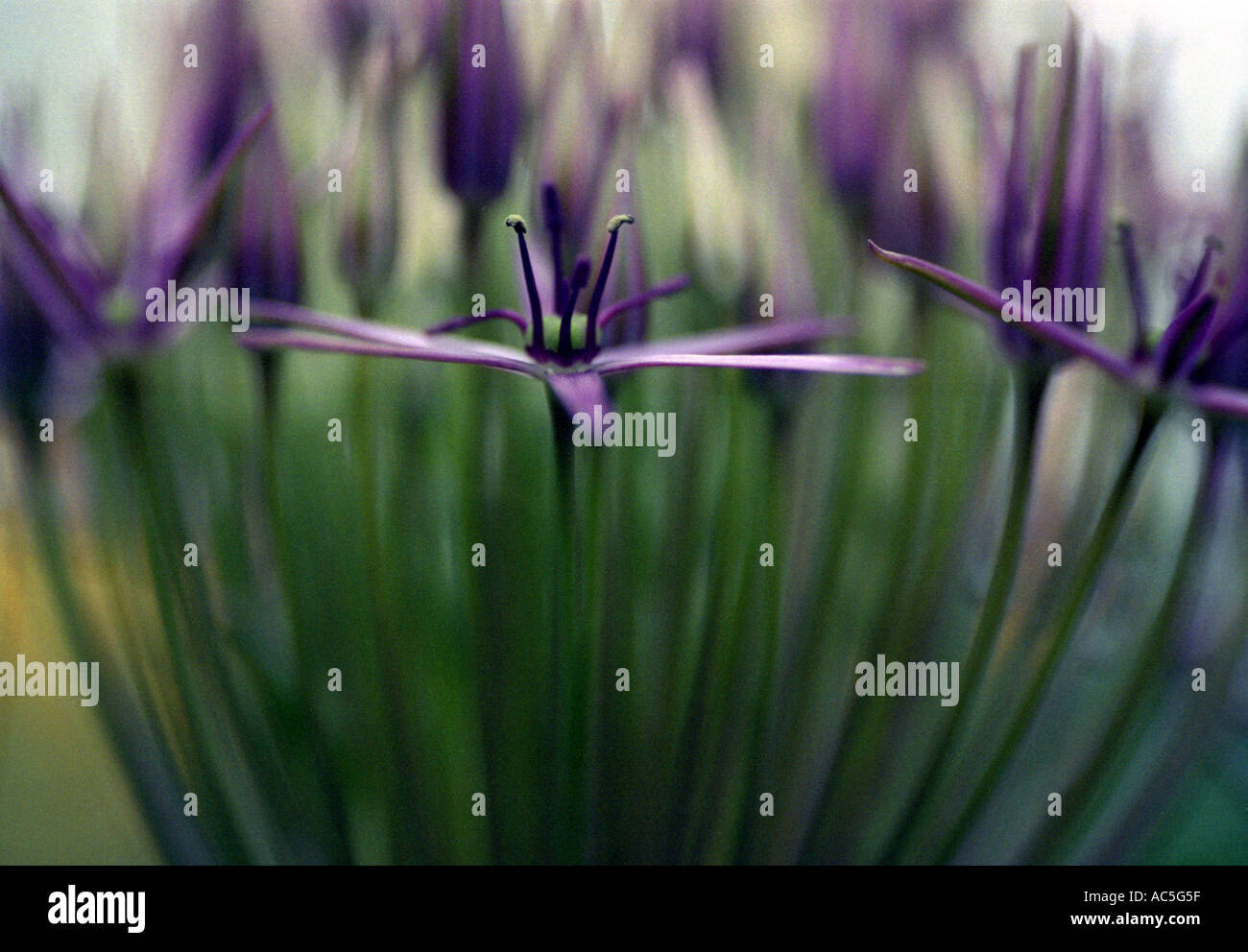 allium cristophii christophii Stock Photo - Alamy