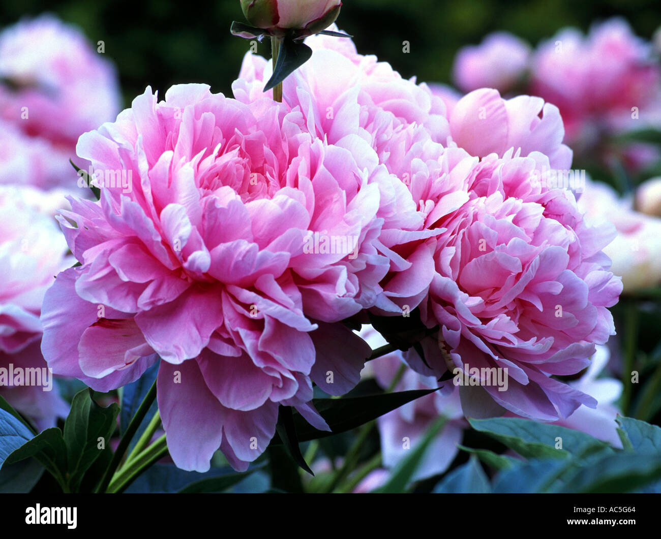 Two pink peonies close up Peonia suffruticosa Stock Photo - Alamy