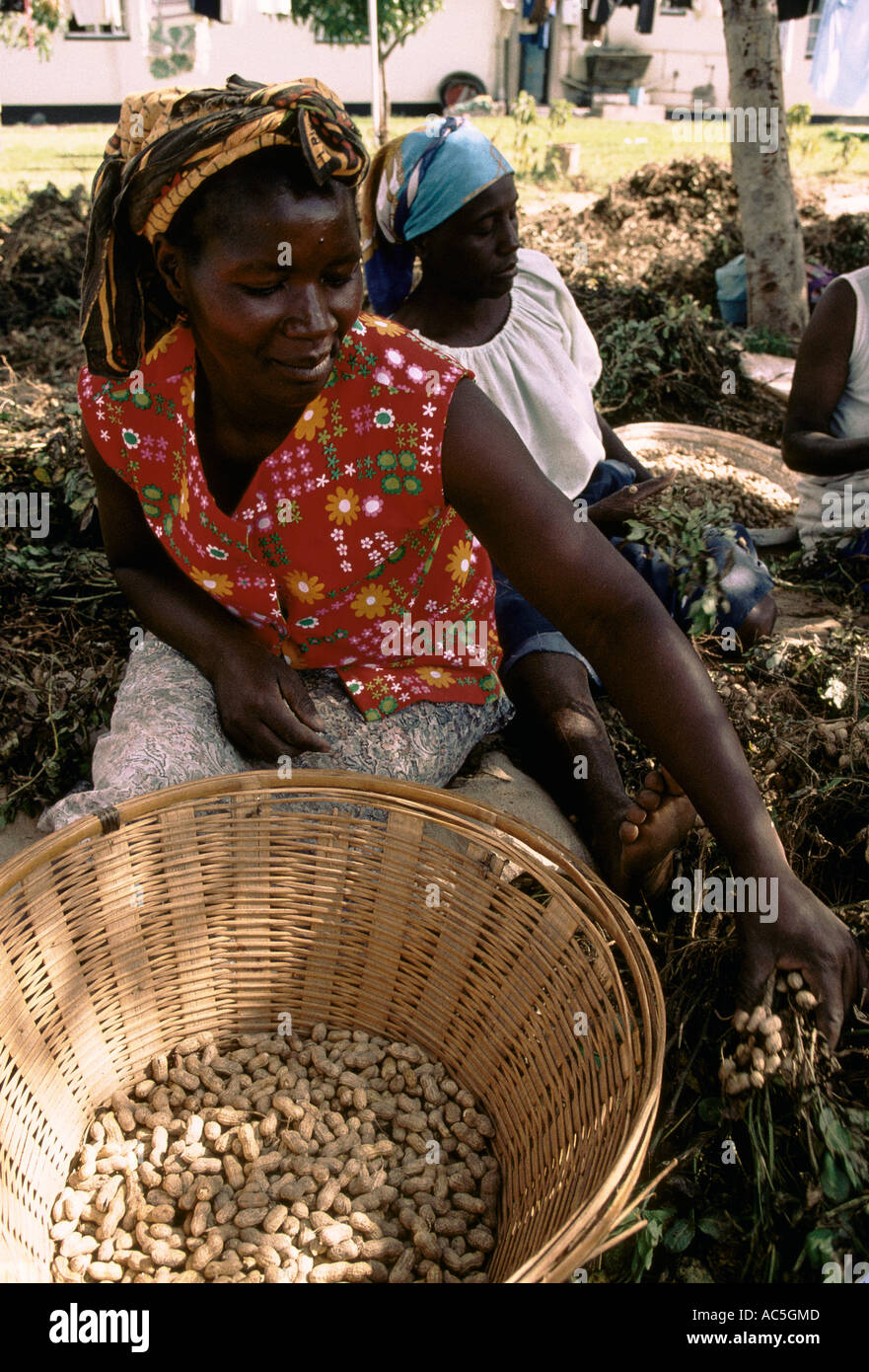 Zimbabwe labour hi-res stock photography and images - Alamy