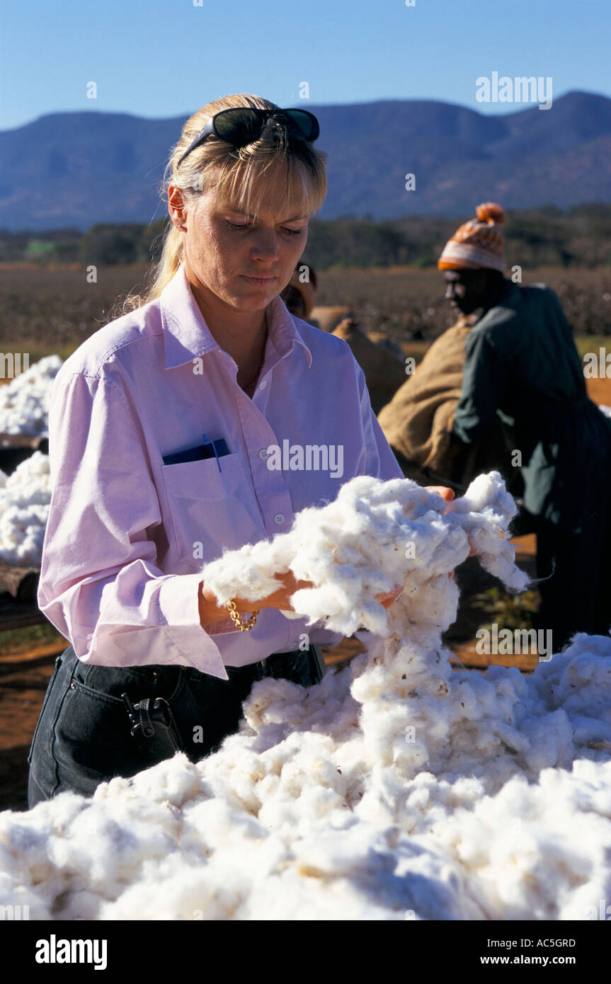 Cotton picking africa hi-res stock photography and images - Alamy