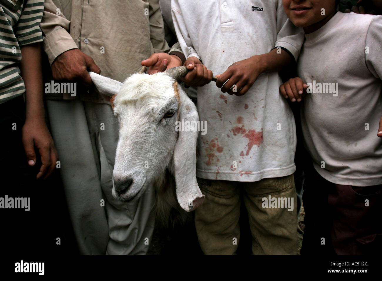 Iraq Basra A sheep is proudly displayed at a Basra market Stock Photo ...