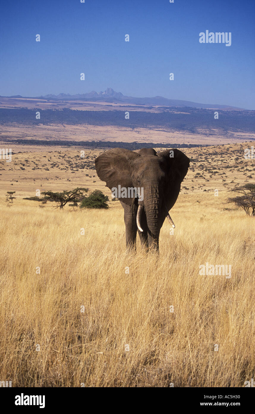 Elephant at Lewa Downs Kenya East Africa Mount Kenya can be seen in the ...