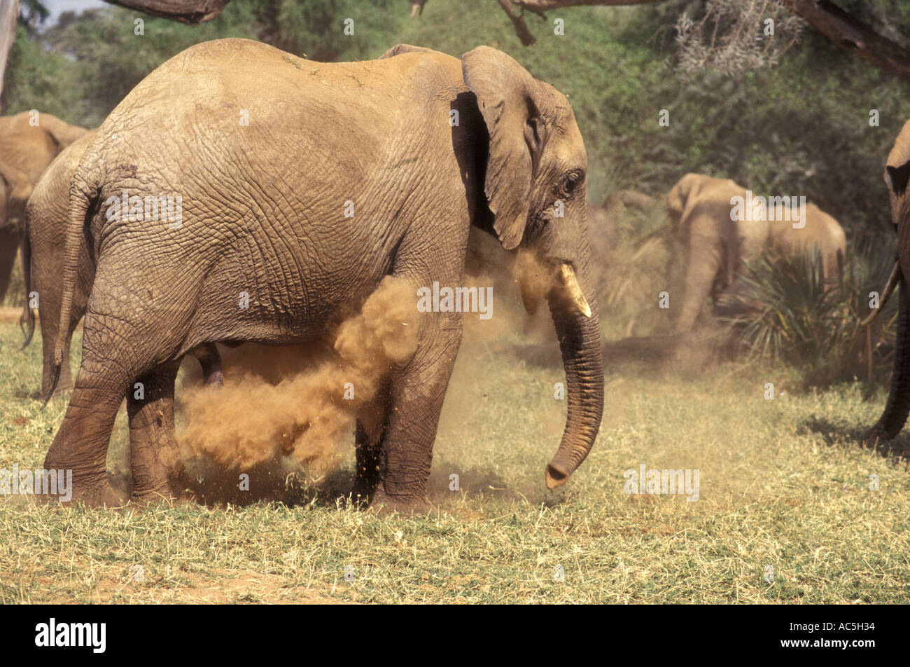 Elephant blowing dust onto its stomach Samburu National Reserve Kenya ...