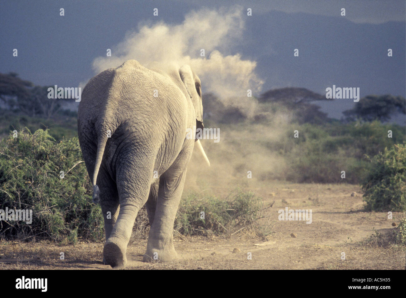 Elephant blowing dust over itself Amboseli National Park Kenya East ...