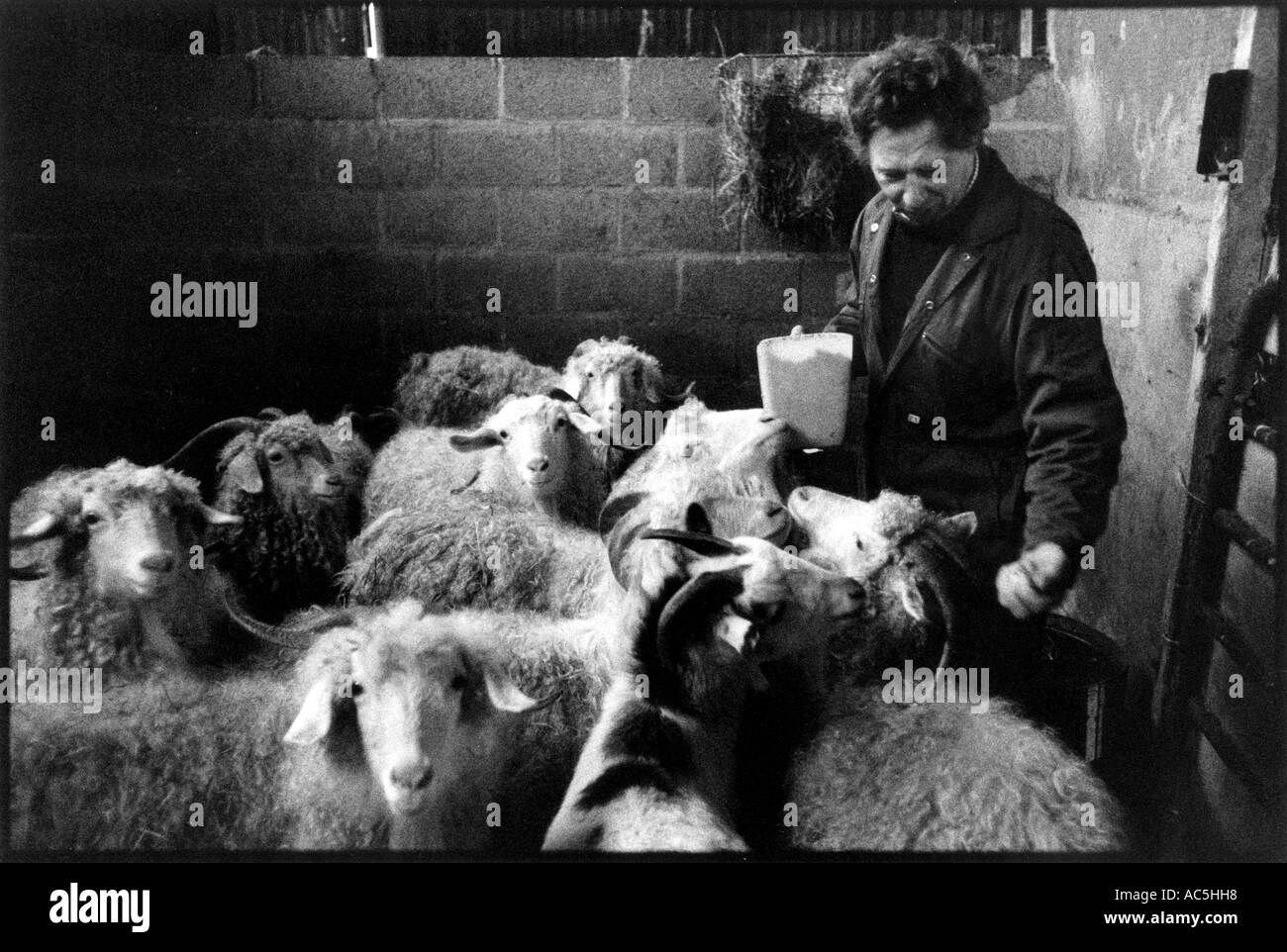 Lambs Teeth High Resolution Stock Photography and Images - Alamy