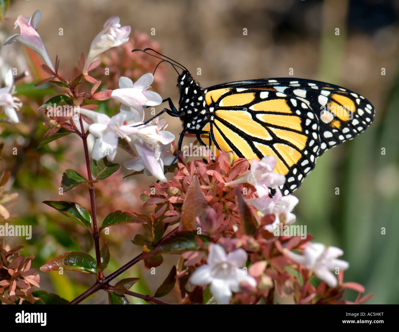 Female Monarch Butterfly (Danaus Plexippus) on Abelia x grandiflora ...