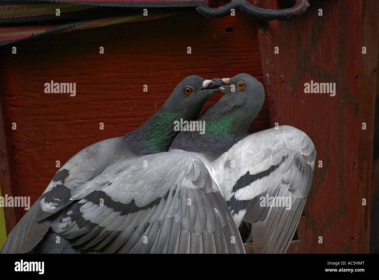 two doves in a fight Stock Photo - Alamy