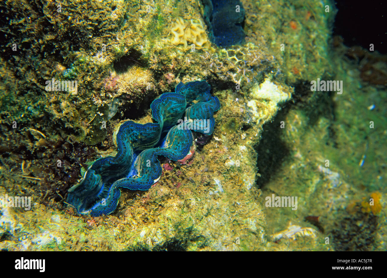 clam embedded in reef Stock Photo - Alamy