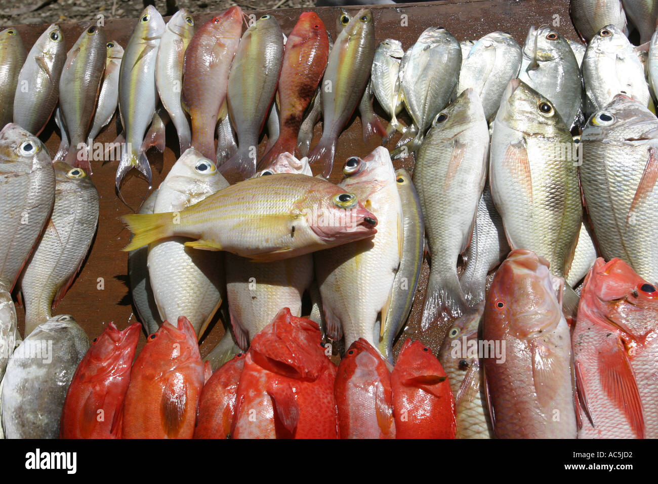 Fish for sale laid out in the meticulous artful manner characteristic ...