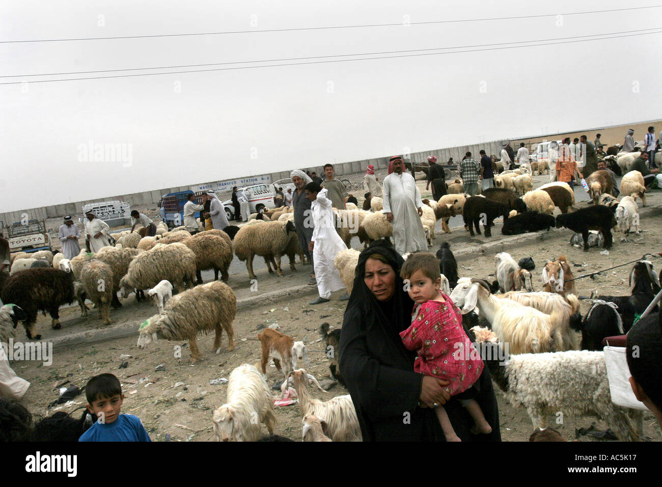 A scene from one of Basra Iraq s many sheep markets a woman holding her ...