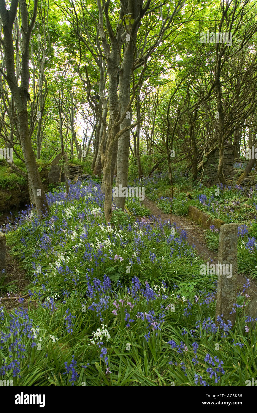 Bluebells orkney hi-res stock photography and images - Alamy