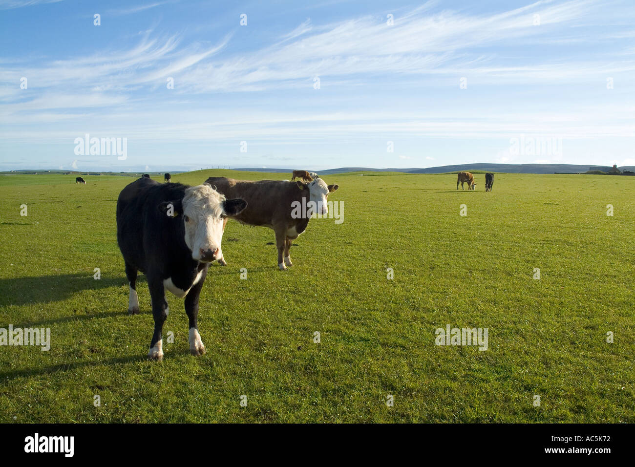 Beef cow orkney cattle hi-res stock photography and images - Alamy