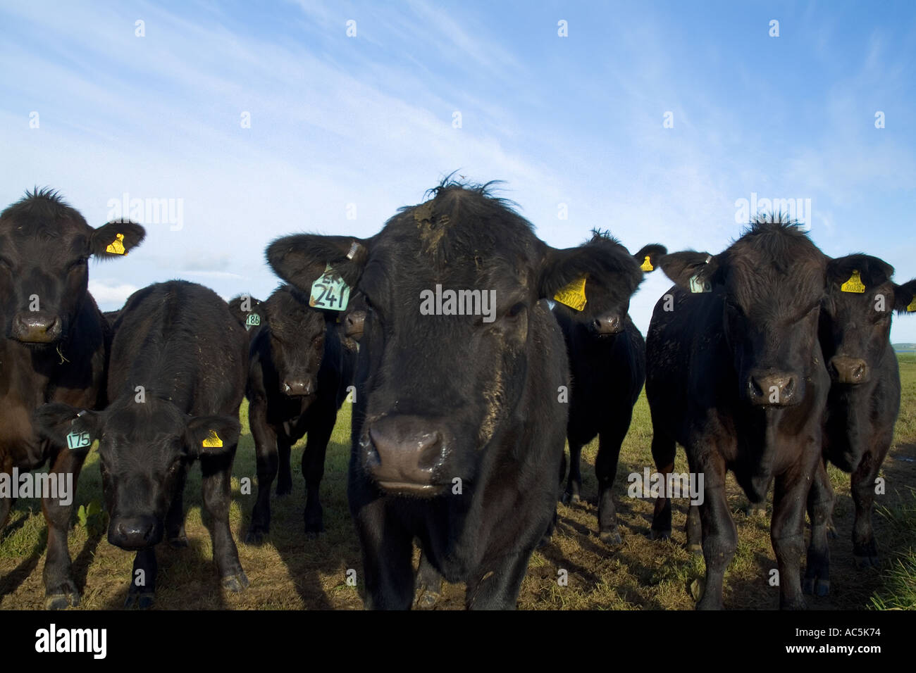 dh Aberdeen Angus cows CATTLE UK Young beef pedigree cattle cow herd of ...