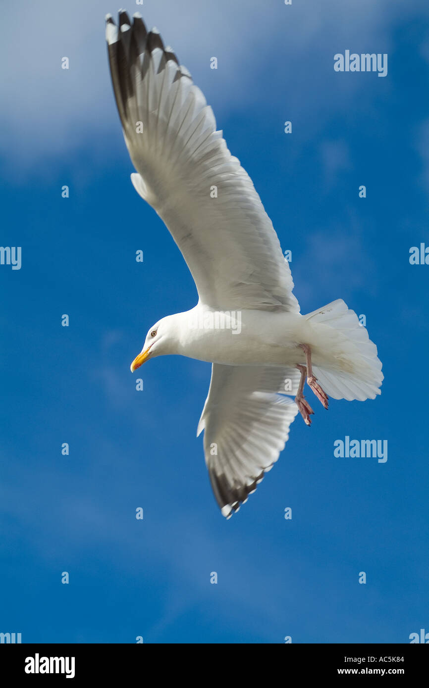 British seabirds hi-res stock photography and images - Alamy